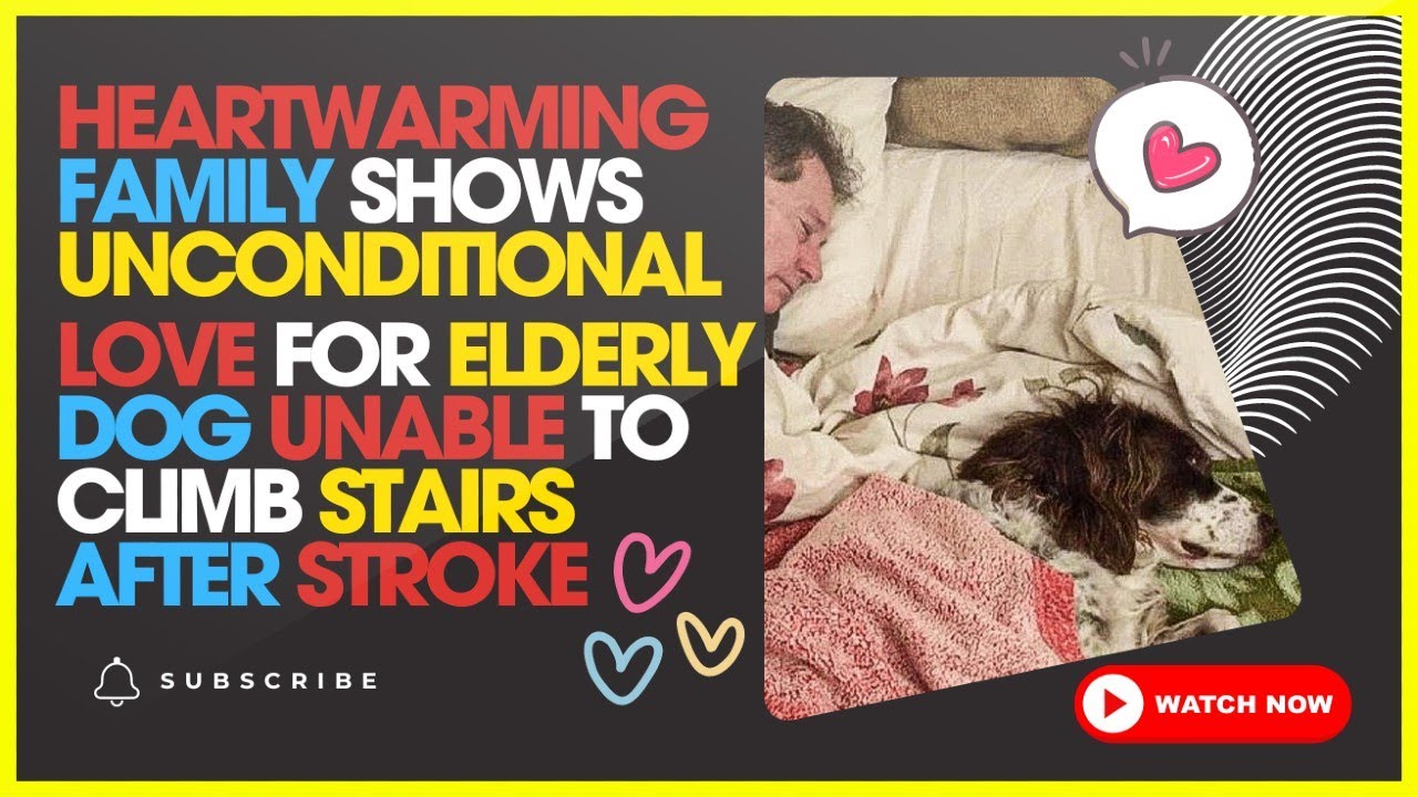 Heartwarming Family Shows Unconditional Love for Elderly Dog Unable to ...