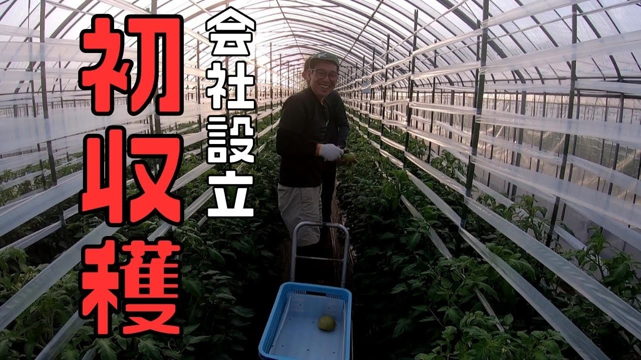 【収穫】会社設立、初収穫を迎えることができました！初めての作業はこんな感じです - YouTube