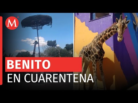 Jirafa Benito llegó a Africam Safari; "Estará en cuarentena", afirma ...