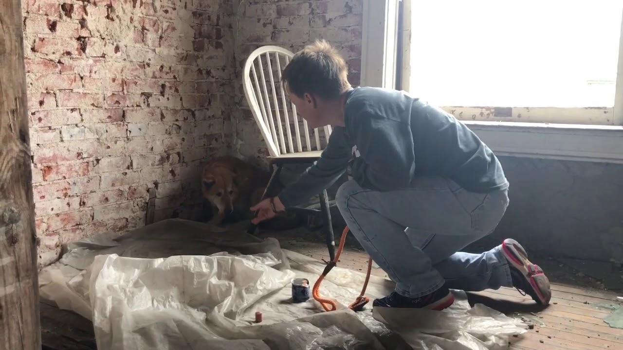 Rescuing Clarity - Stray Rescue of St.Louis - YouTube