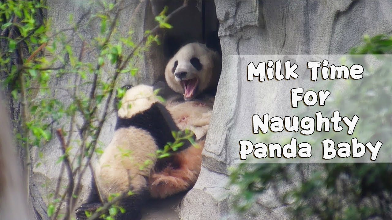 Baby Panda's Un-Peaceful Milk Time | iPanda - YouTube