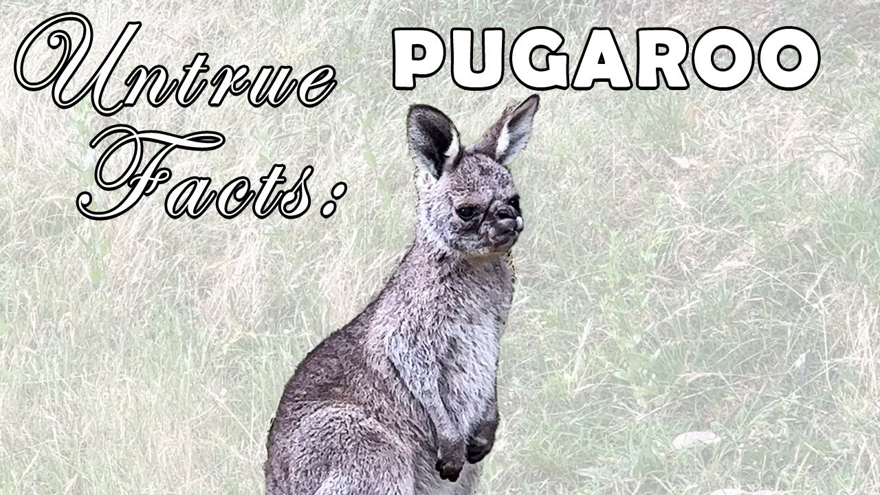 Untrue Facts: The PUGAROO - YouTube