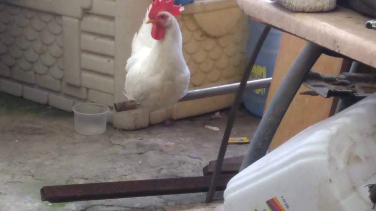 La película de pollito - YouTube