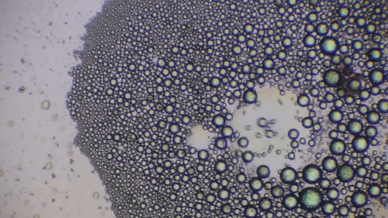 The Marangoni Effect E1 Emulsion - YouTube