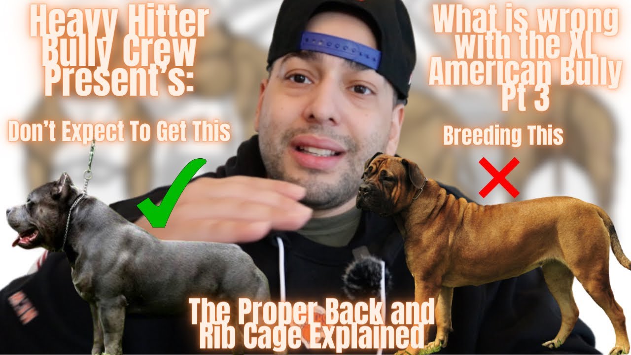 What Is Wrong With The XL American Bully Pt 3 | American Bully XL | The ...