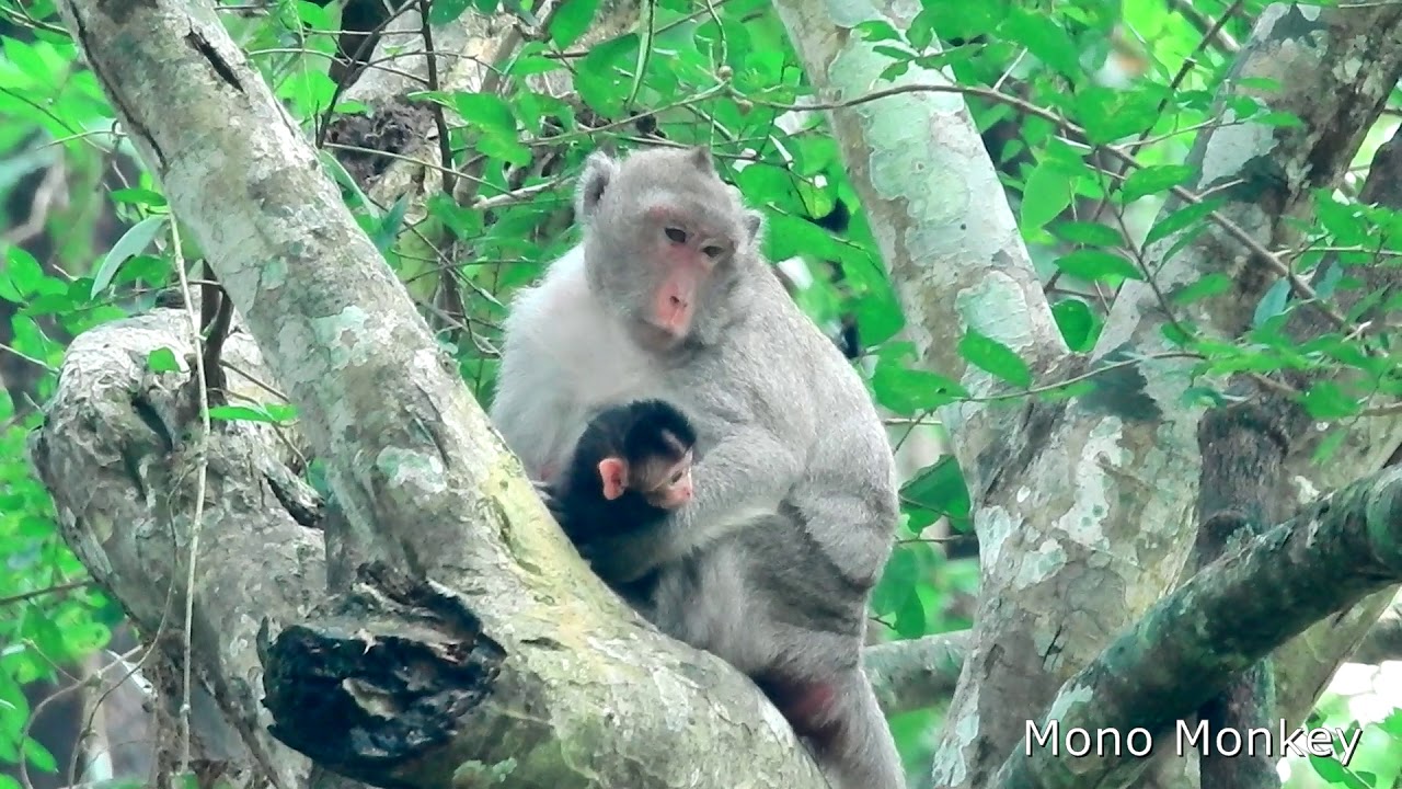Newborn Baby Monkey On 3 Day ST1325 Mono Monkey - YouTube