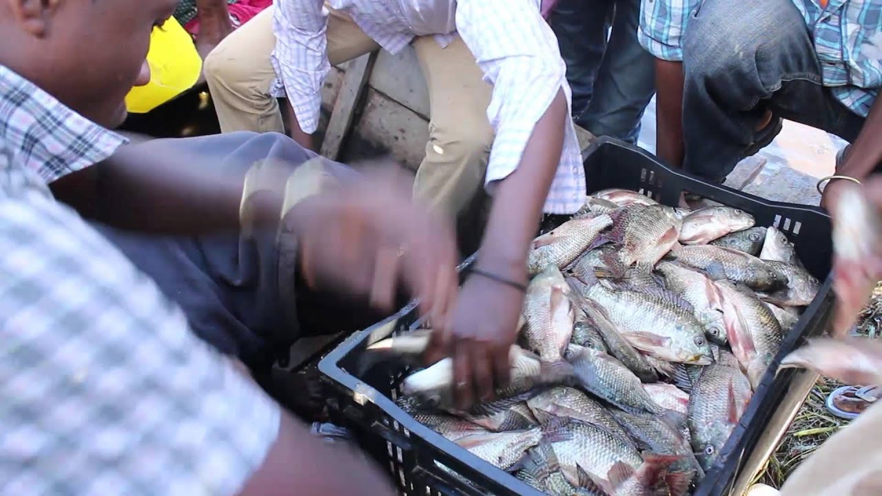 Lake Hawassa Fish Market, Hawassa City, Ethiopia - YouTube