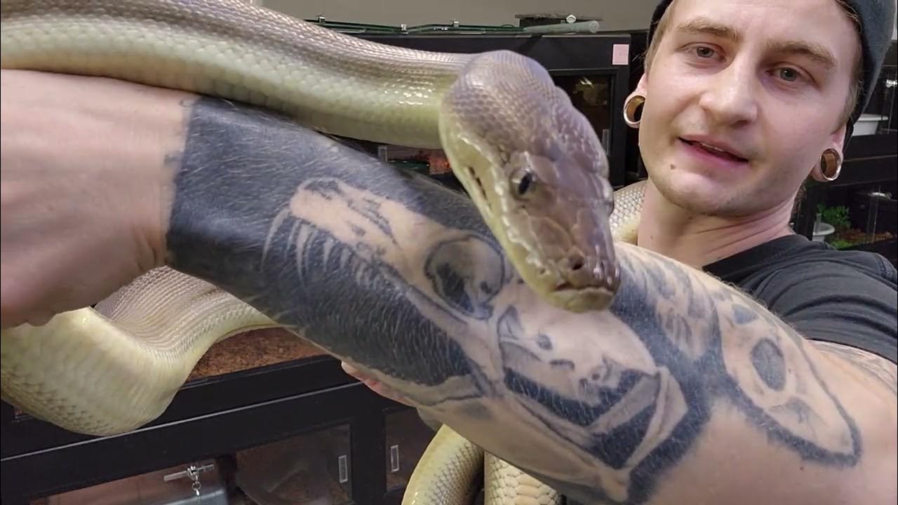 OLIVE PYTHONS! part 1 of the liasis genus. - YouTube