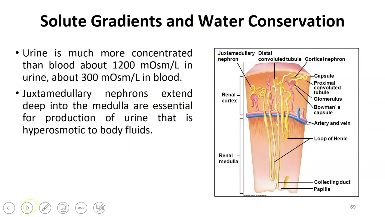 Chapter 3: Solute Gradients and Water Conservation - YouTube