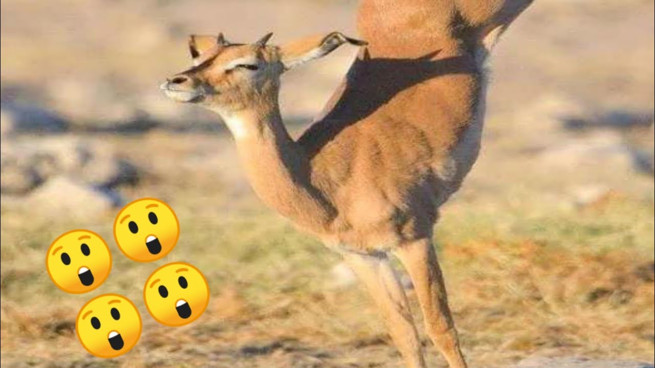 Animal dance moves that will Shock you 😲😲 - YouTube