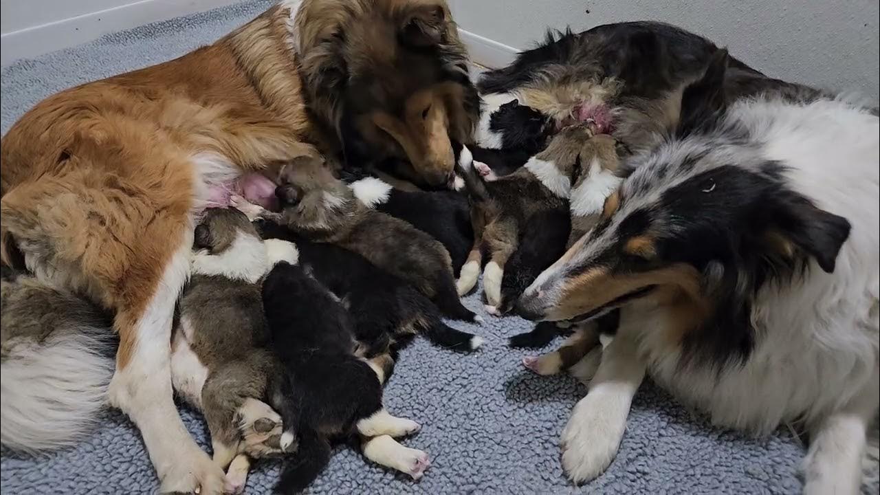 3.29.25 Collie Moms and babies - YouTube
