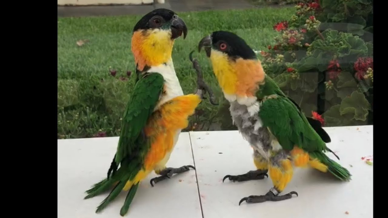 A Very Over Excited Caique Parrot! - YouTube