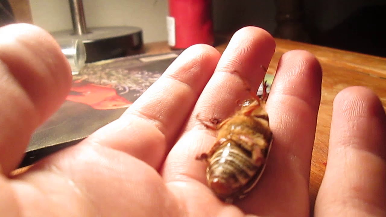 sneezing beetle - YouTube