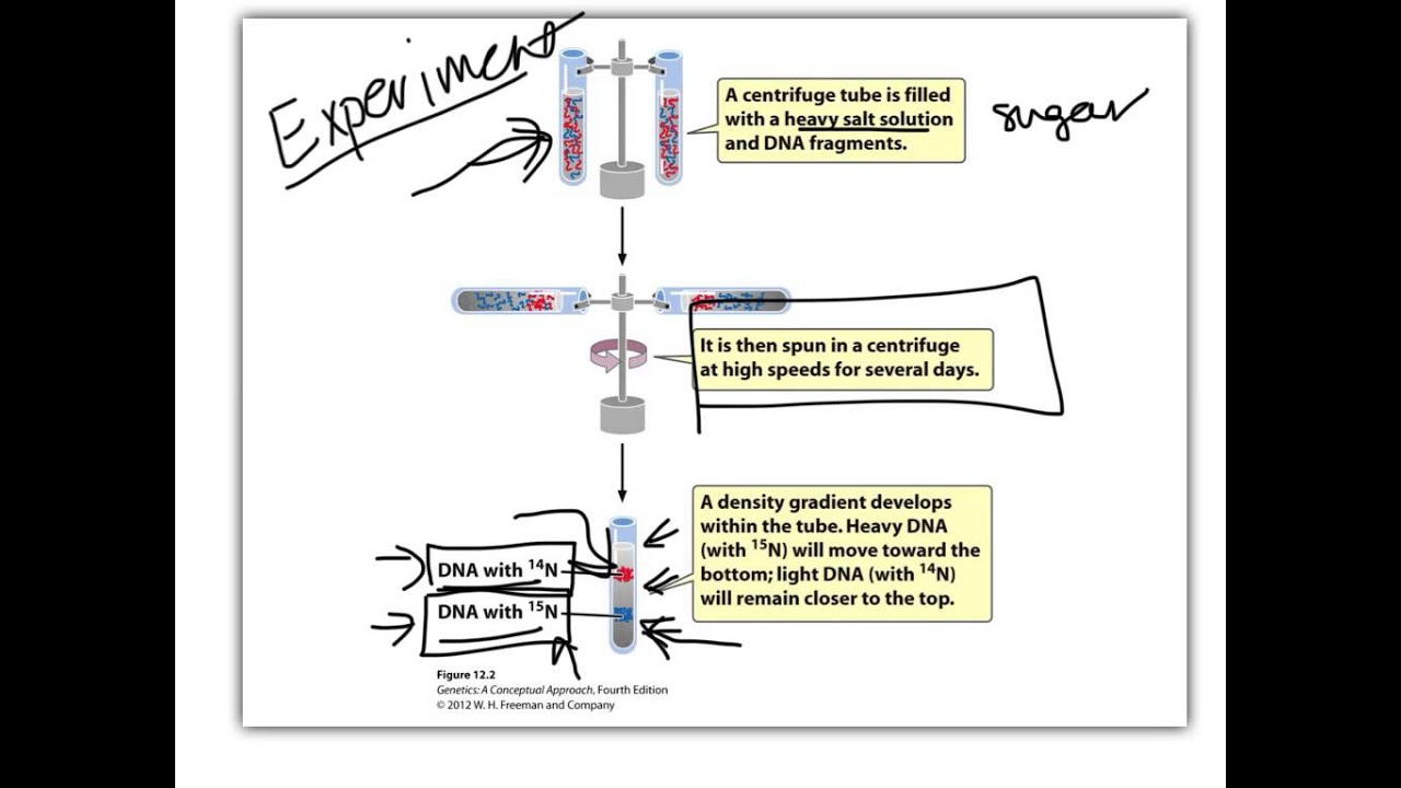 Biol 360 Tutorial DNAreplication exp semi conservative - YouTube
