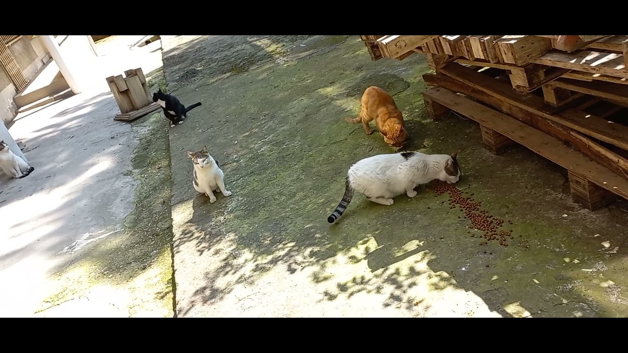 Mr Curious and his friends 1 - YouTube