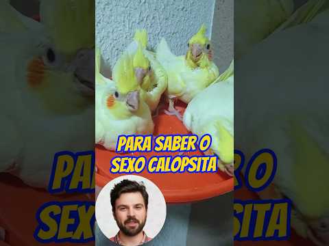 COMO SABER SE MINHA CALOPSITA é MACHO ou FÊMEA!?