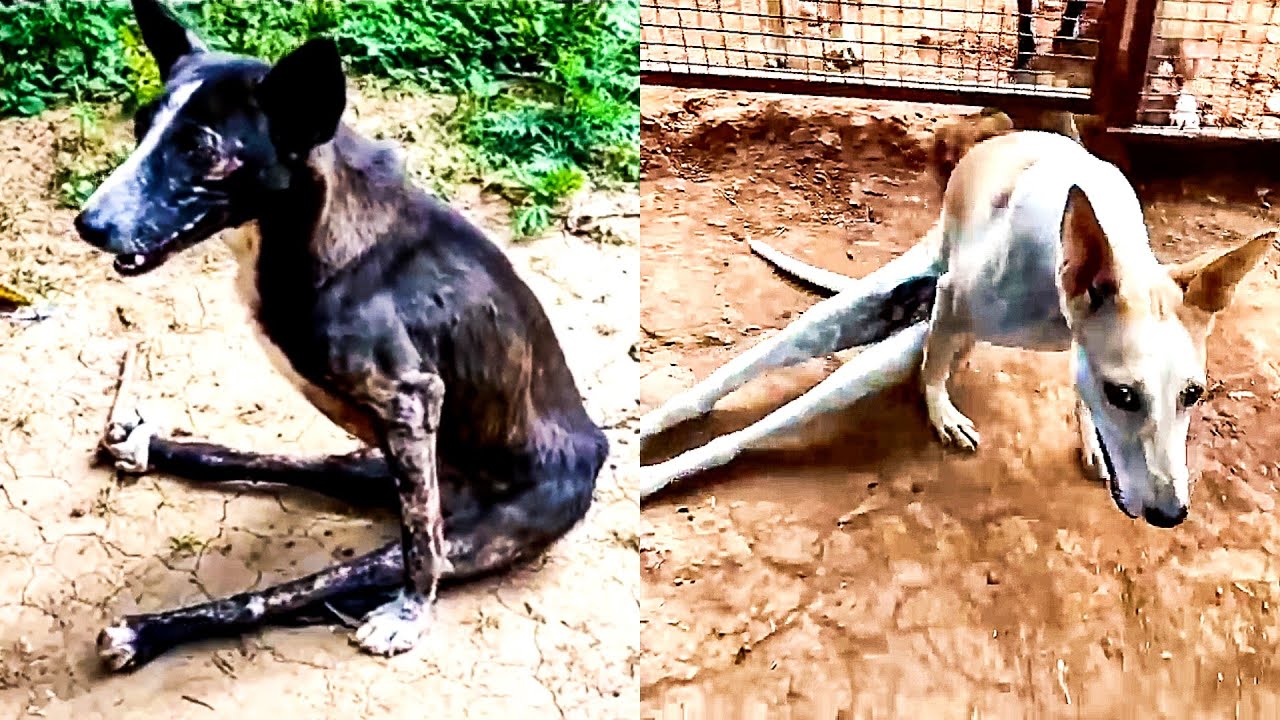 4 BEST Paralysed Dog Rescues That Will Restore Your Faith In Humanity ...