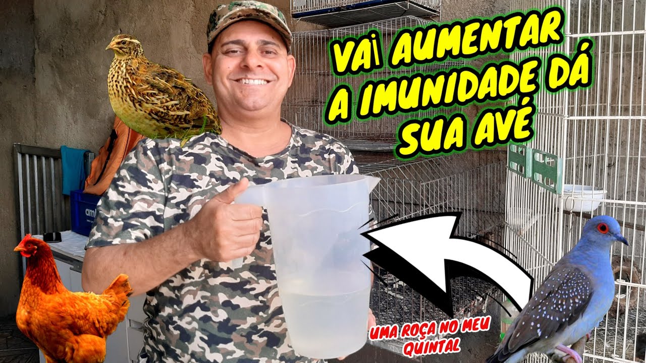 COMO AUMENTAR A IMUNIDADE DAS SUAS AVÉS. - YouTube