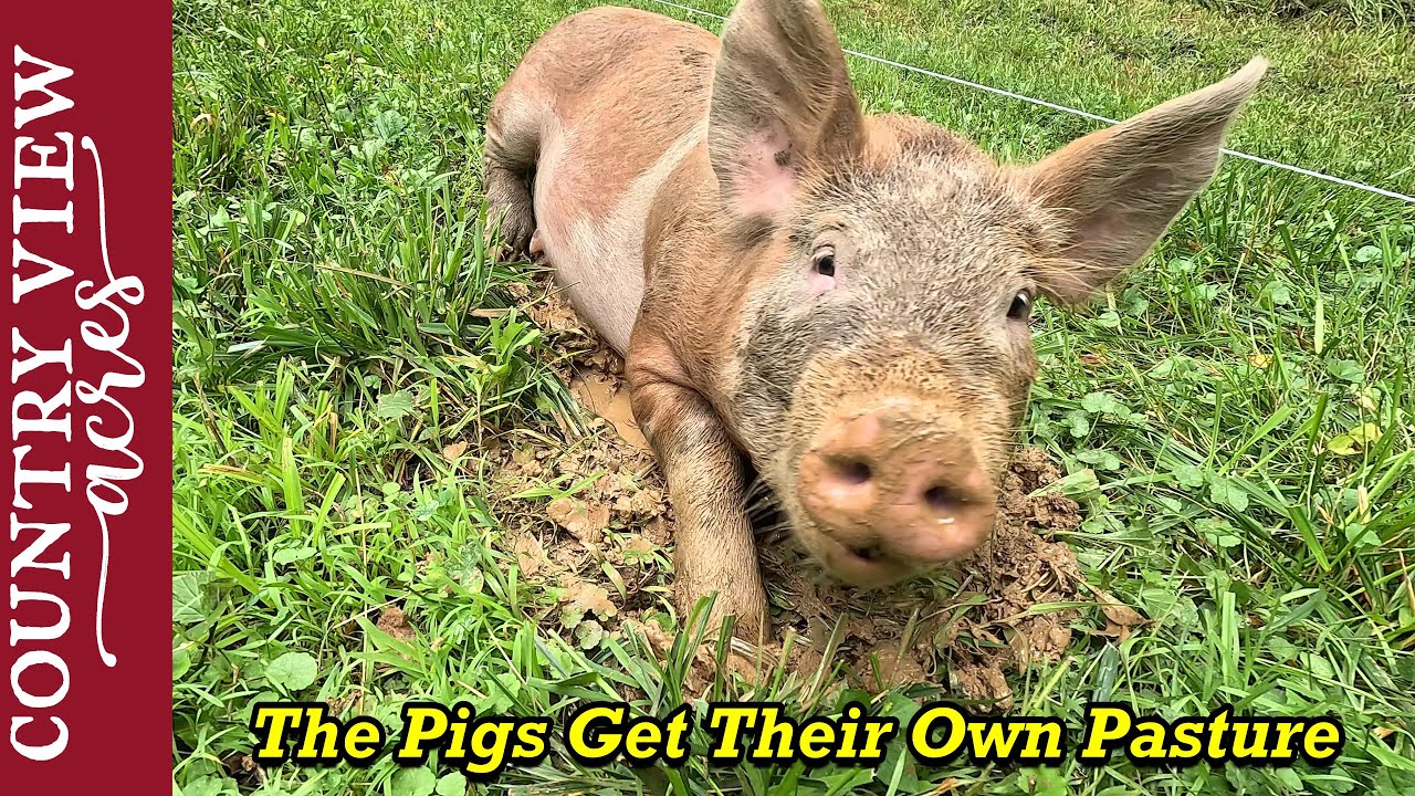 Setting up the pig pasture and releasing the pigs into there new area ...