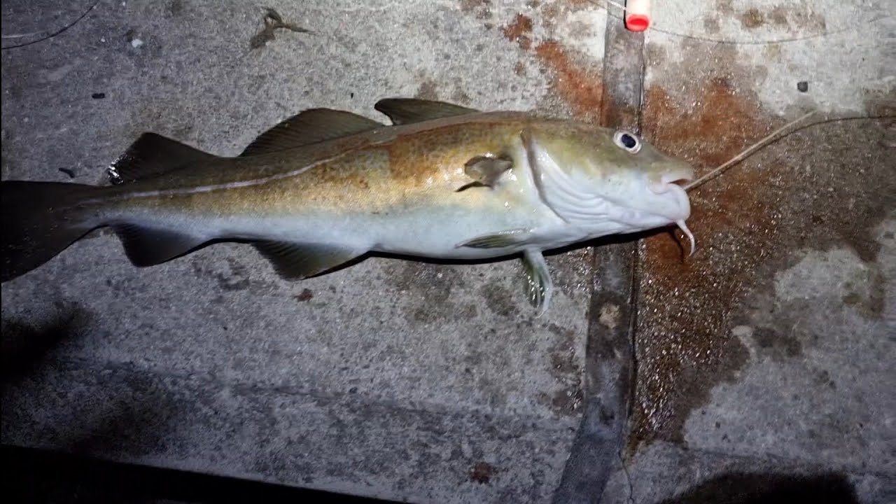 COD fishing on the Bristol channel at Severn beach - sea fishing uk ...