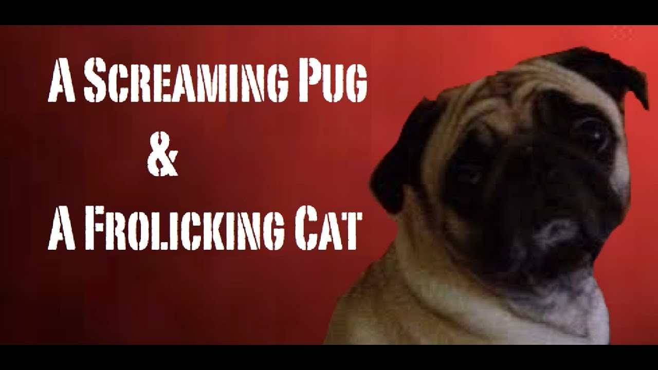 A Screaming Pug and a Frolicking Cat - YouTube
