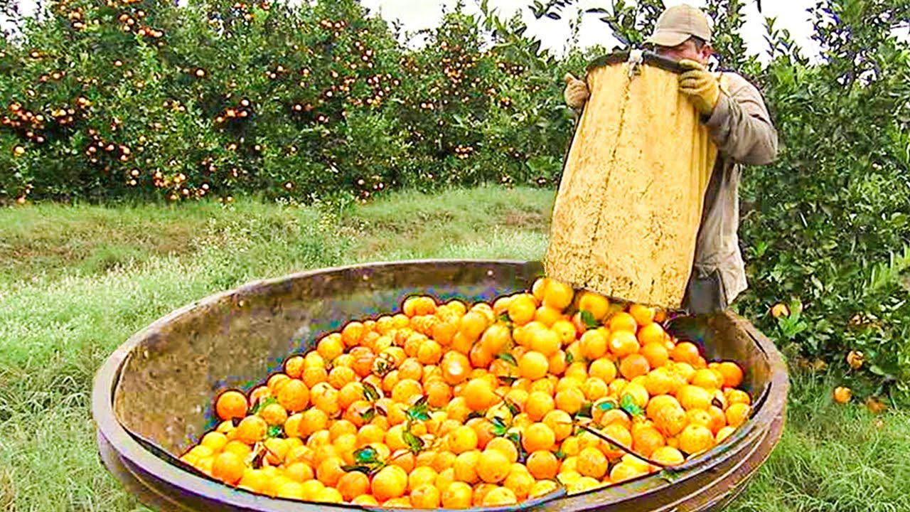 How California Farmers Produce 45.2 Million Boxes of Oranges and 2.8 ...
