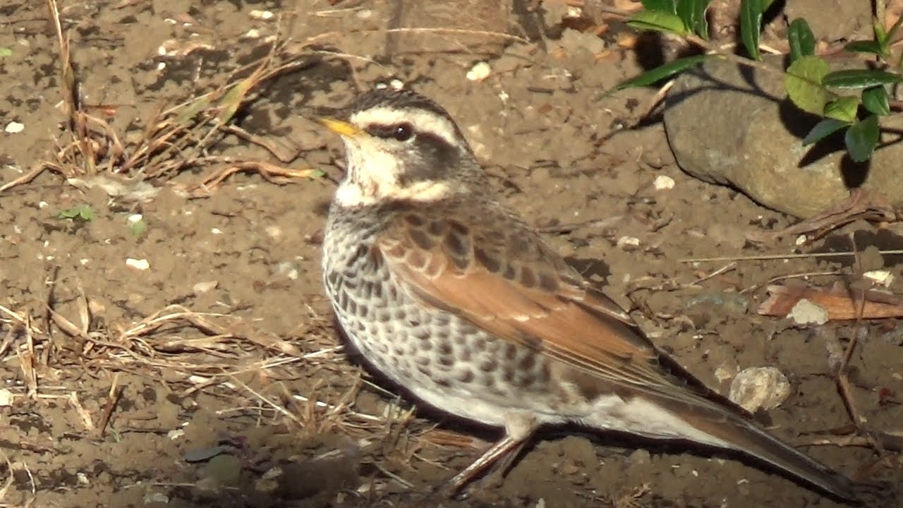 Dusky Thrush ( Turdus eunomus ) Feeding on the ground and Perching from ...