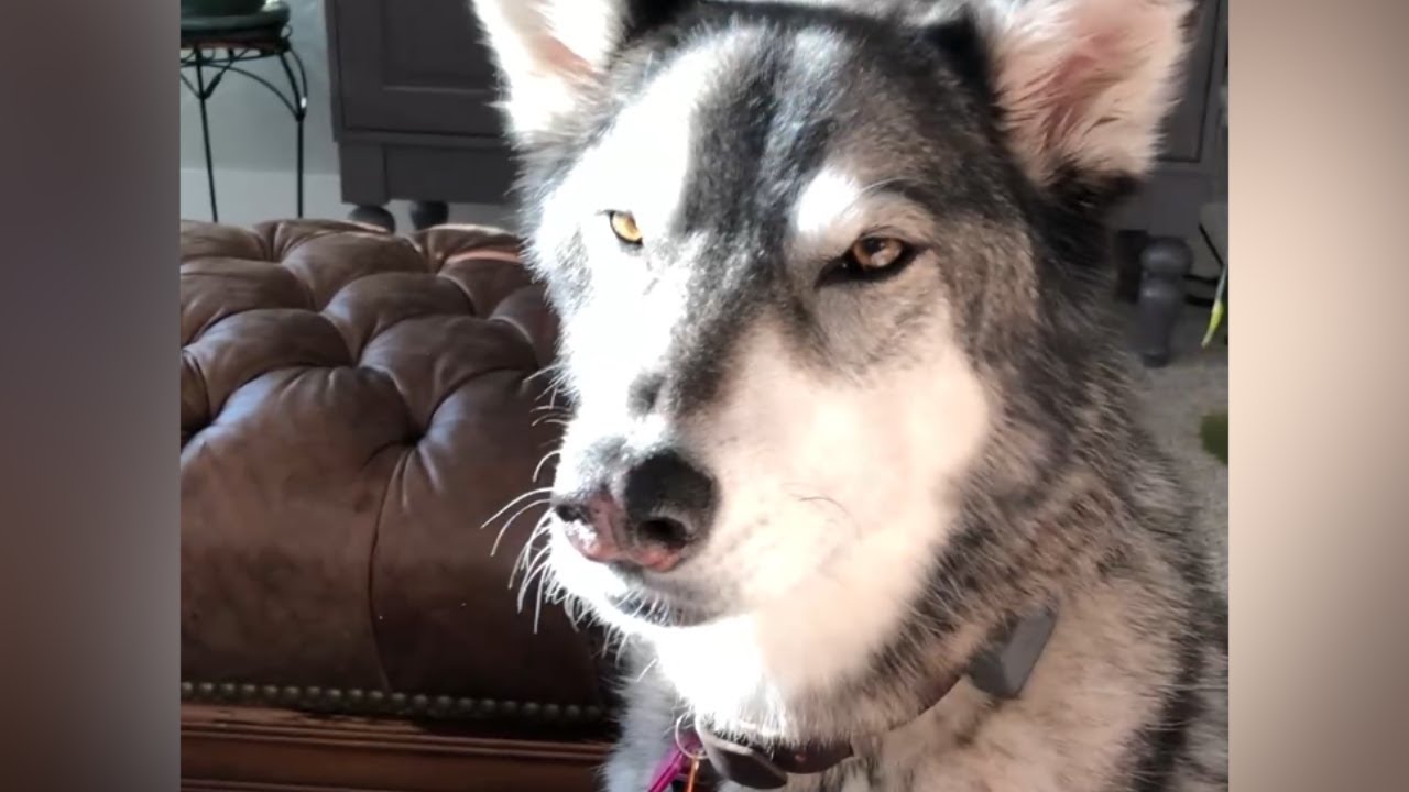 A real California wild TIMBERWOLF. Run baby RUNNNNN! - YouTube