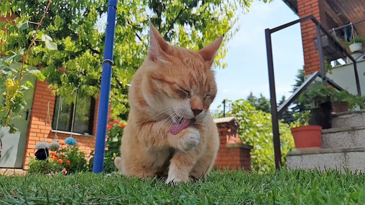 Munchkin Cat Grooming Himself (Slow Motion) - YouTube