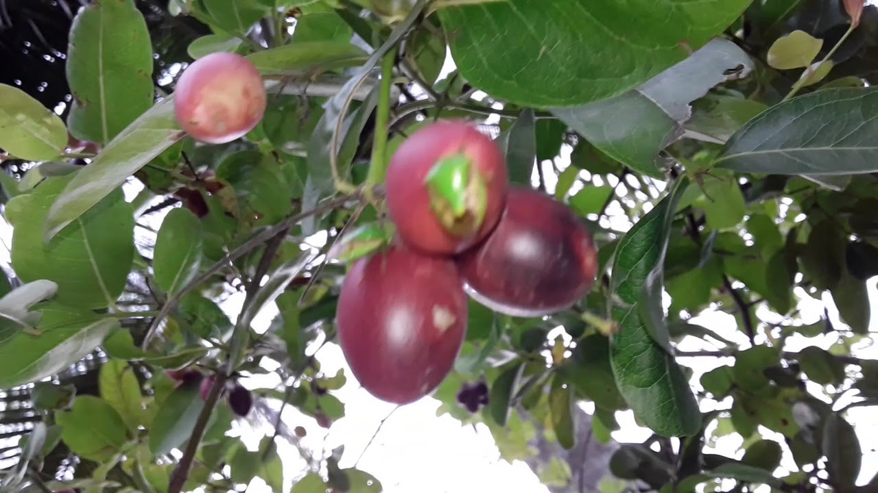 OMG! Fruits Insects !! Carissa Carandas !! Bengal Currant Tree !! Fruit ...