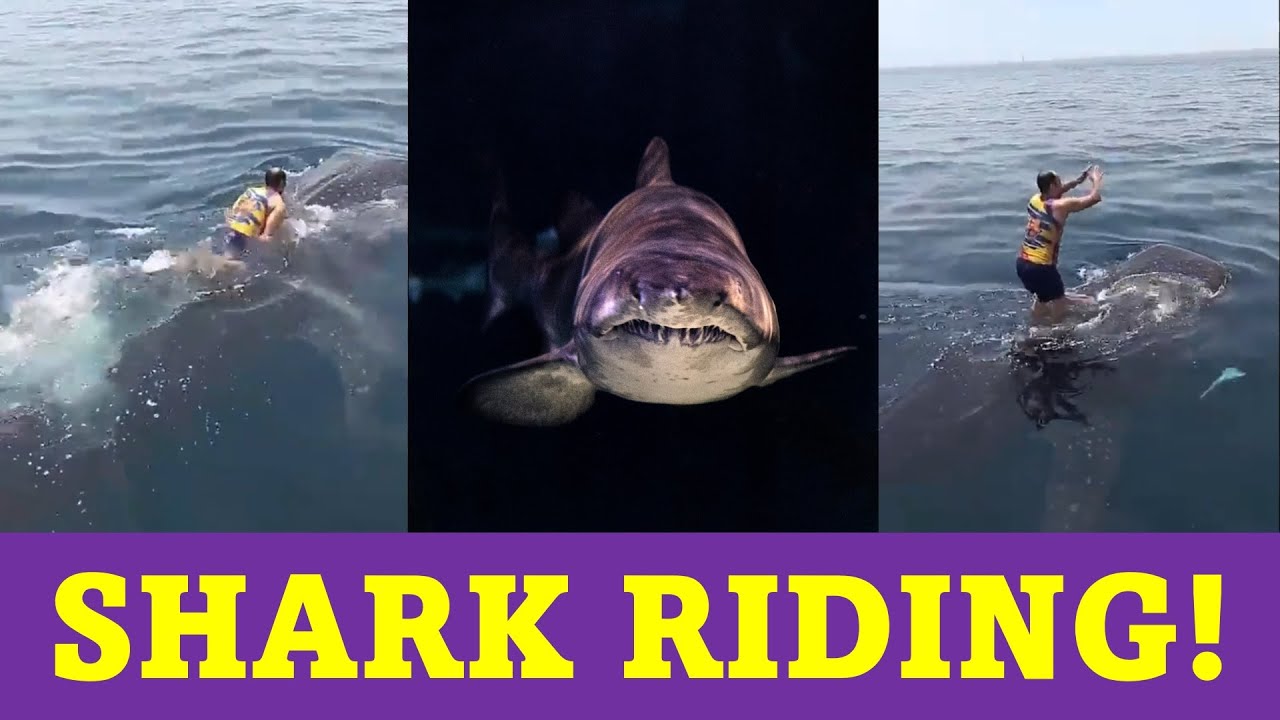 Shark Riding !!!! - YouTube
