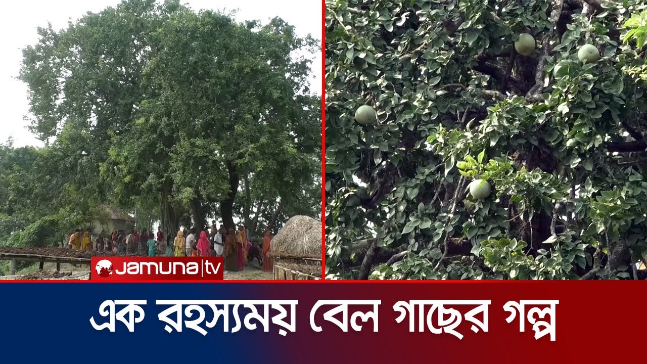যে বেল গাছ এক রাতে দিঘির মাঝ খান থেকে অবস্থান নেয় পাড়ে! | Bell Tree ...