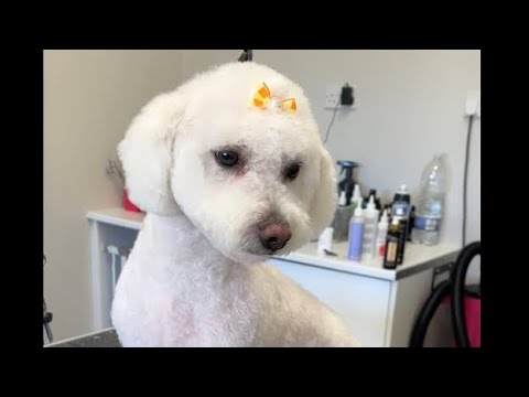 Grooming a matted bichon - YouTube