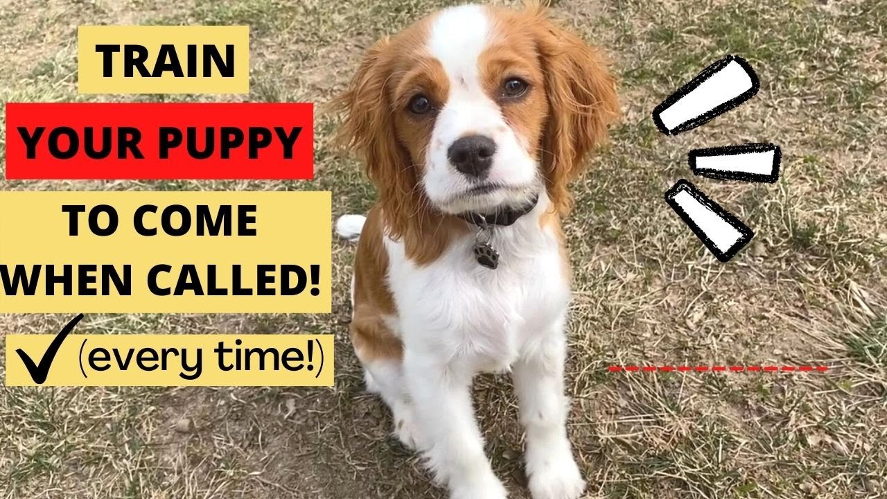 HOW TO TRAIN YOUR CAVAPOO PUPPY TO COME/RECALL! | Training with Voice ...