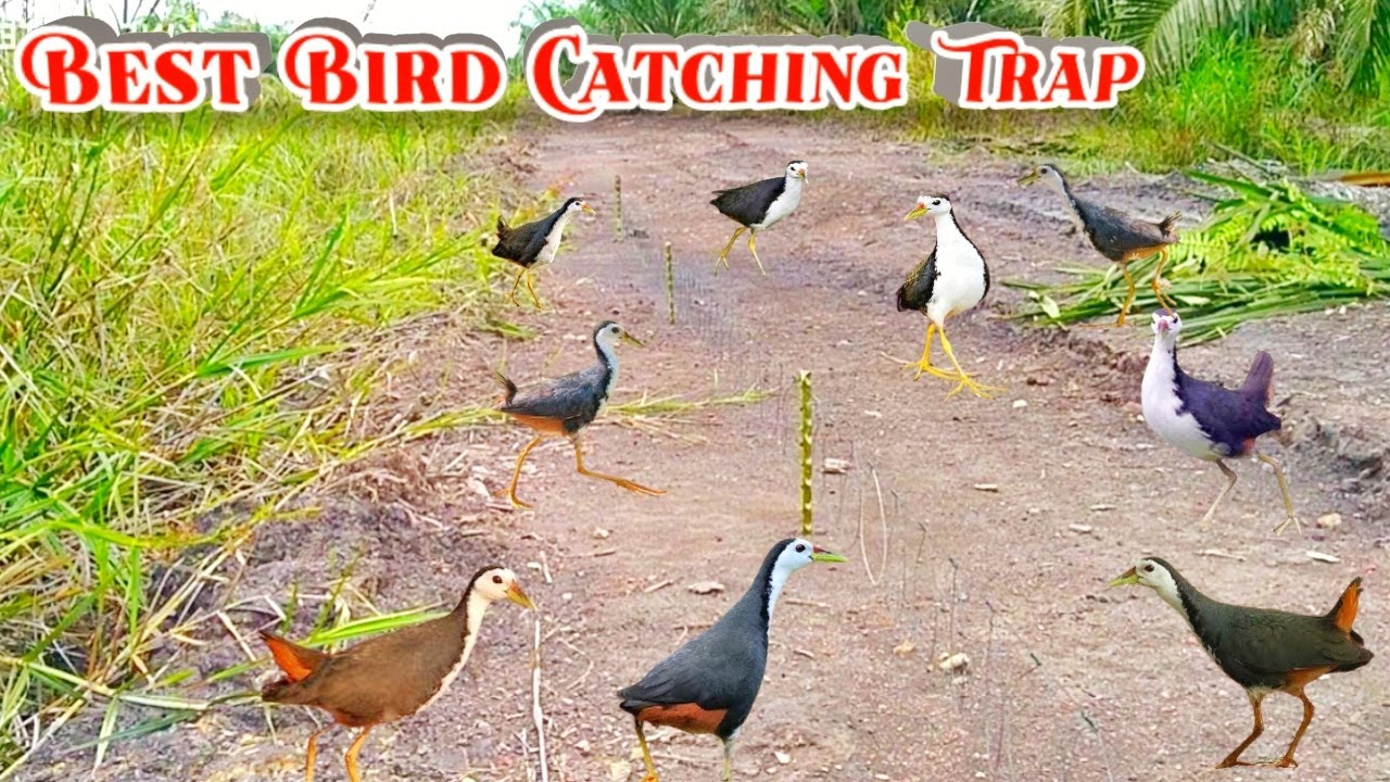 The Best Bird Catching Trap | Excellent Bird Catching Method | Very ...