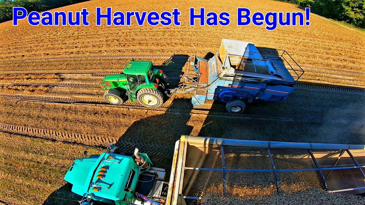2022 Peanut Harvest Has Begun At Mother Beaver Dam Number 2 Farm! - YouTube