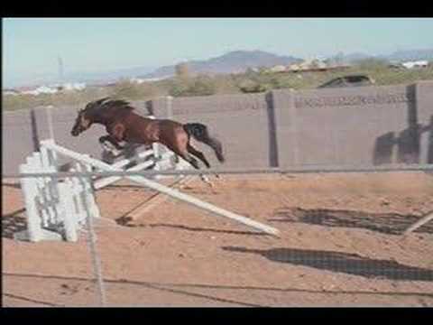 Khataba+ USDF Dressage Arab/Trakehner Stallion Free Jumping - YouTube