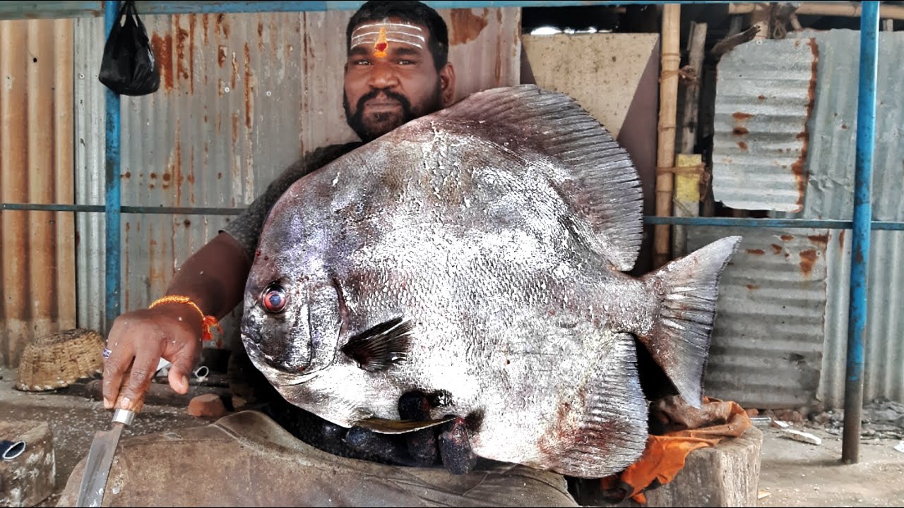 sadaingaaan meen♤ black spade fish ♤ super cuttingvideo #kasimedu - YouTube