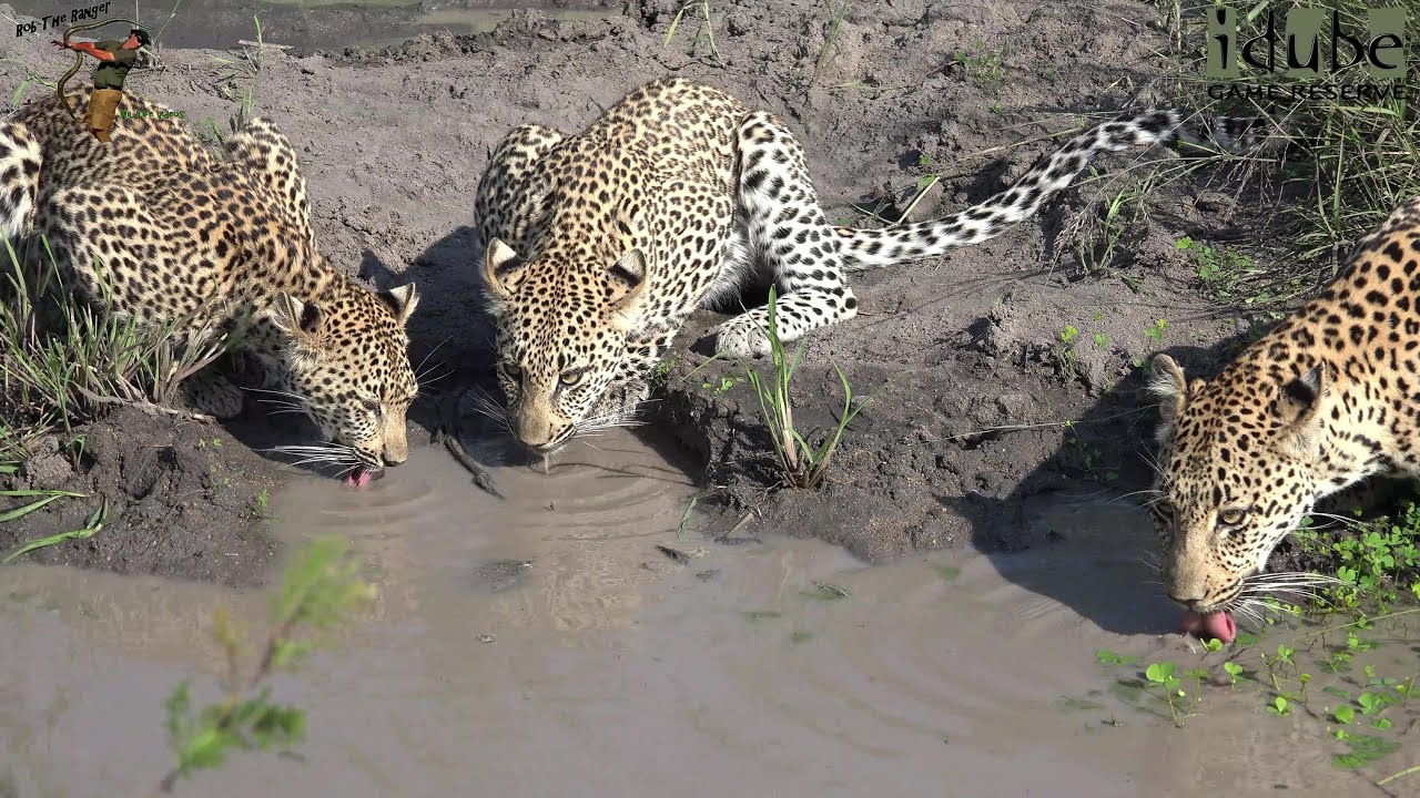Leap Of Leopards - Mother And Cubs (24): Playing Makes You Thirsty ...