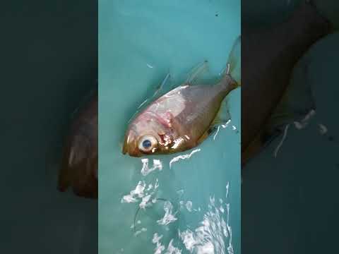 IKAN BAGA-BAGA || BABAGA - YouTube