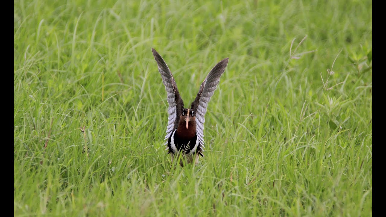 Greater painted-snipe dancing in the Gloaming彩鷸黃昏之舞 - YouTube