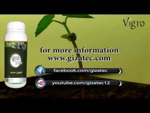 Vigro Iron, the favourite fertilizer for plant nutrition in high and ...