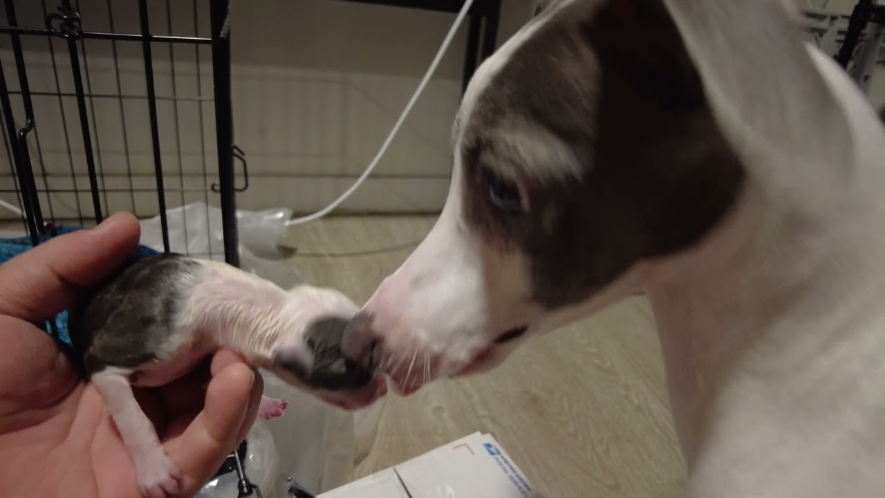 italian greyhound giving birth new born puppies 7/20/21 los angeles ...