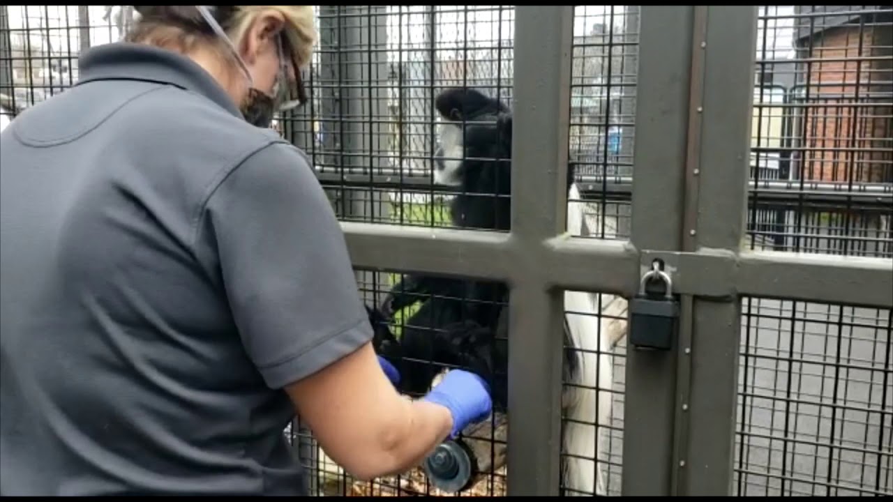 Primates - Colobus monkey training - YouTube