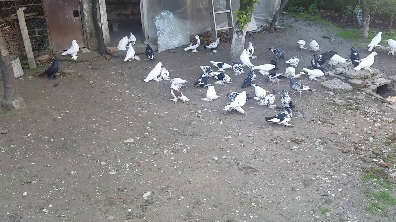 Pellumba Pigeon Albania 7 Fier - YouTube