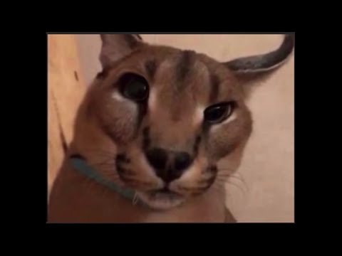 The Floppa Rock - YouTube