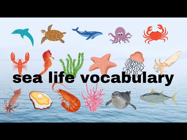 Sea Life Words