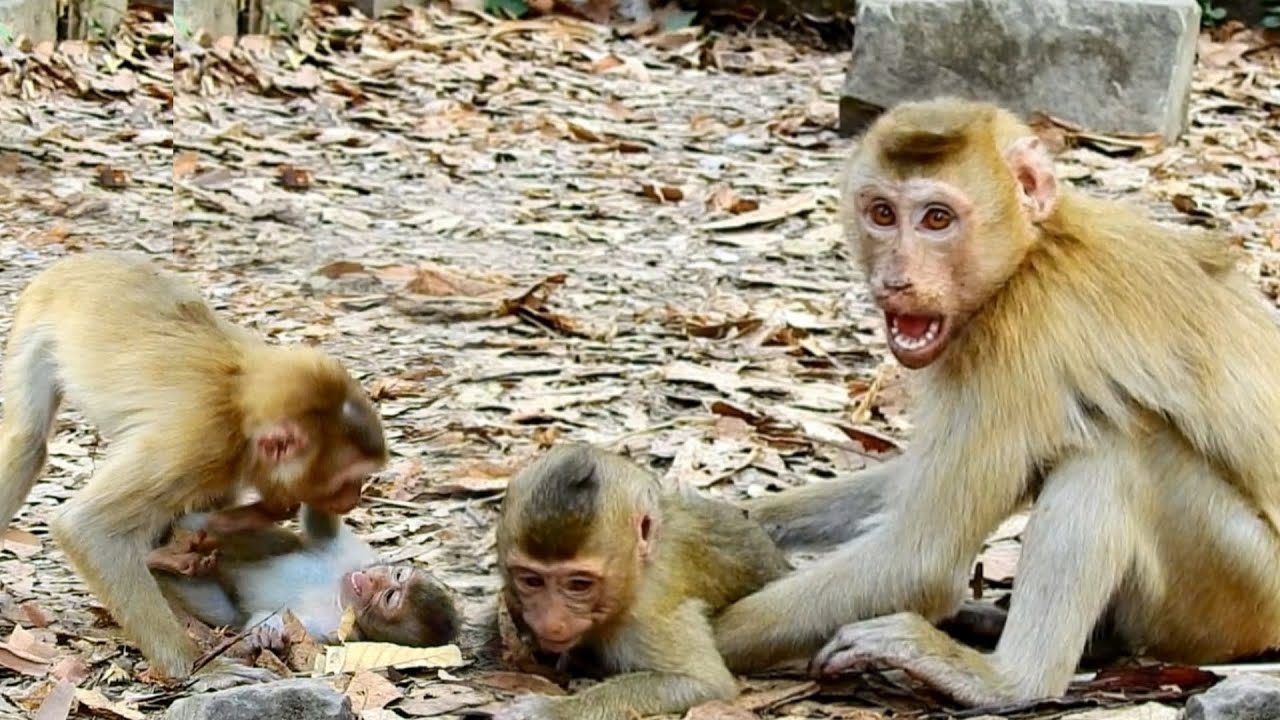 Lyra wana play with monkey Rainbow - YouTube