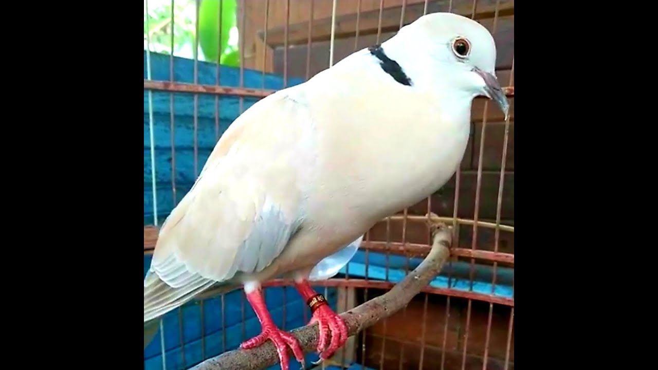 BURUNG PUTER PELUNG BRENGGOLO SUARA PANJANG - YouTube