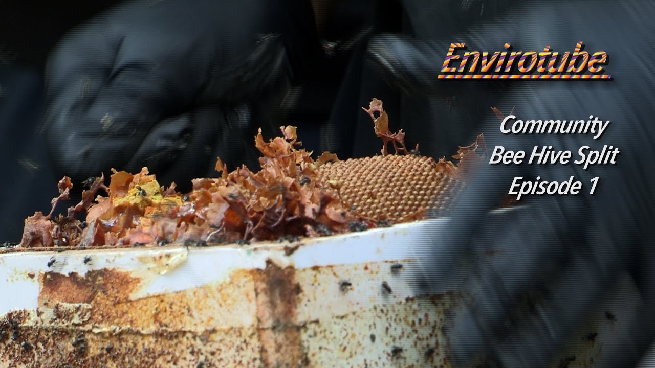 When" and "When Not To" - Mutipule Bee Hive Splits - Ep 1 - YouTube